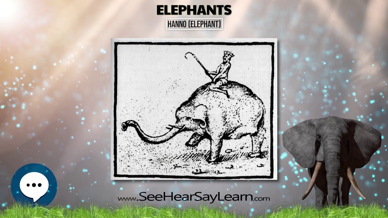 Hanno elephant 🐘🌴🐘 All Things Elephants 🐘🌴🐘 - YouTube