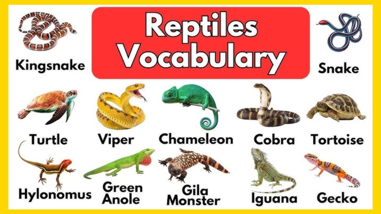 Reptiles for Kids | Learn About Snakes, Turtles & Crocodiles ...