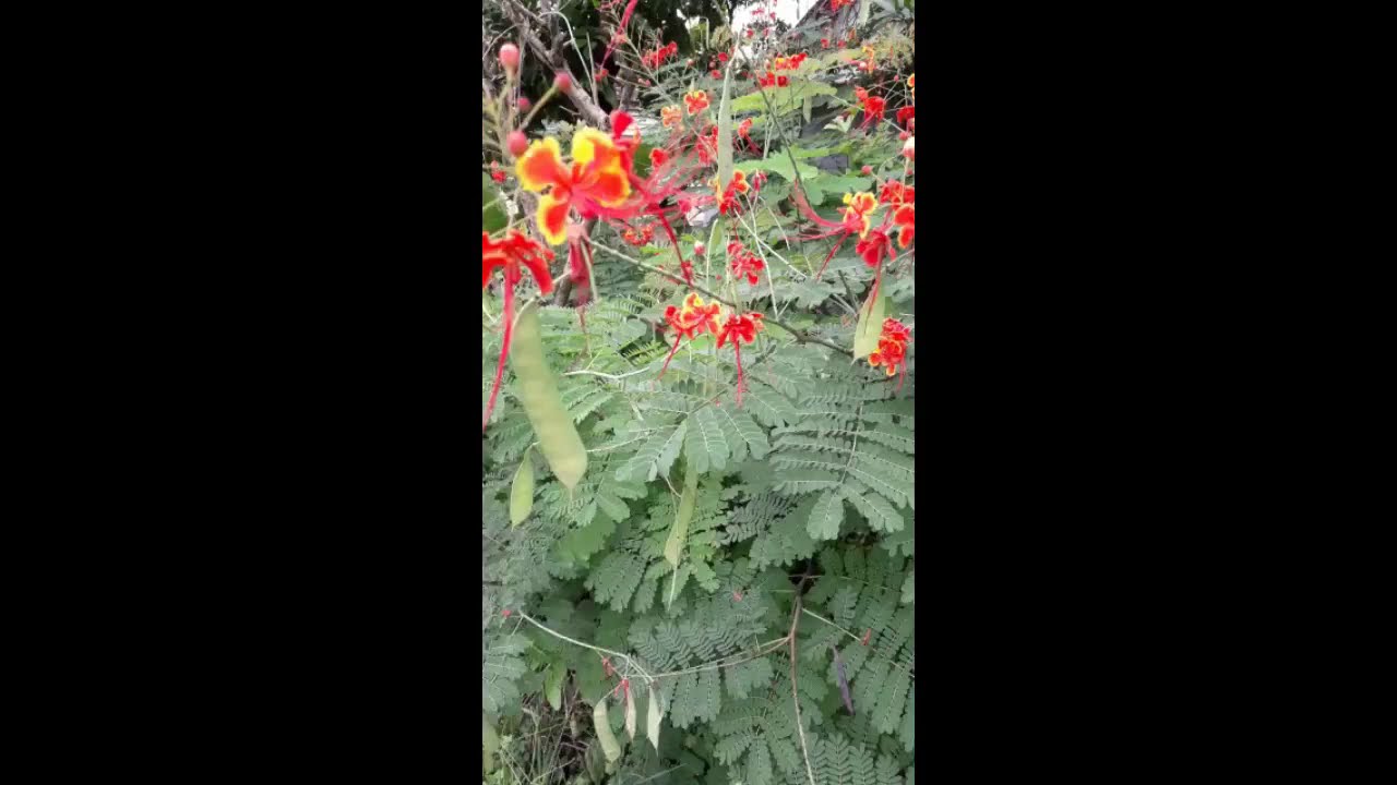 Petai Cina - Bunganya Petai Cina Bagus, Cocok Banget Digunakan Sebagai ...