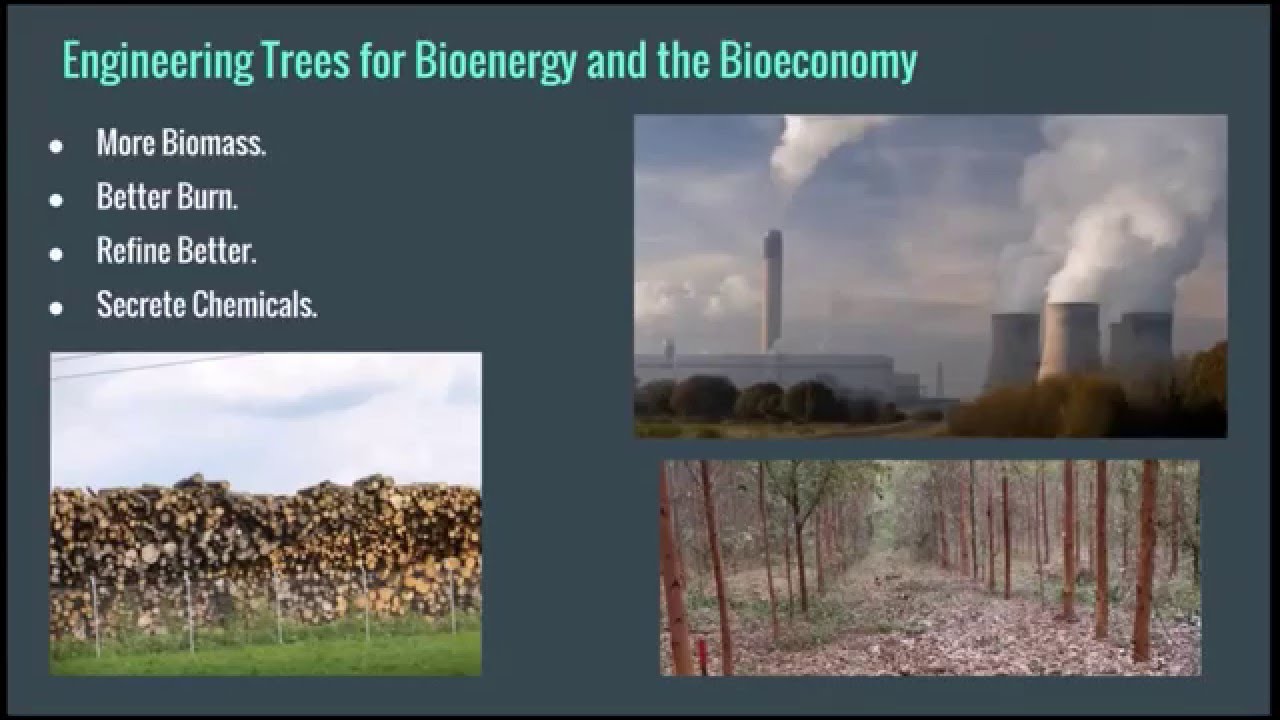 GE Trees in 2016 Webinar Video - YouTube