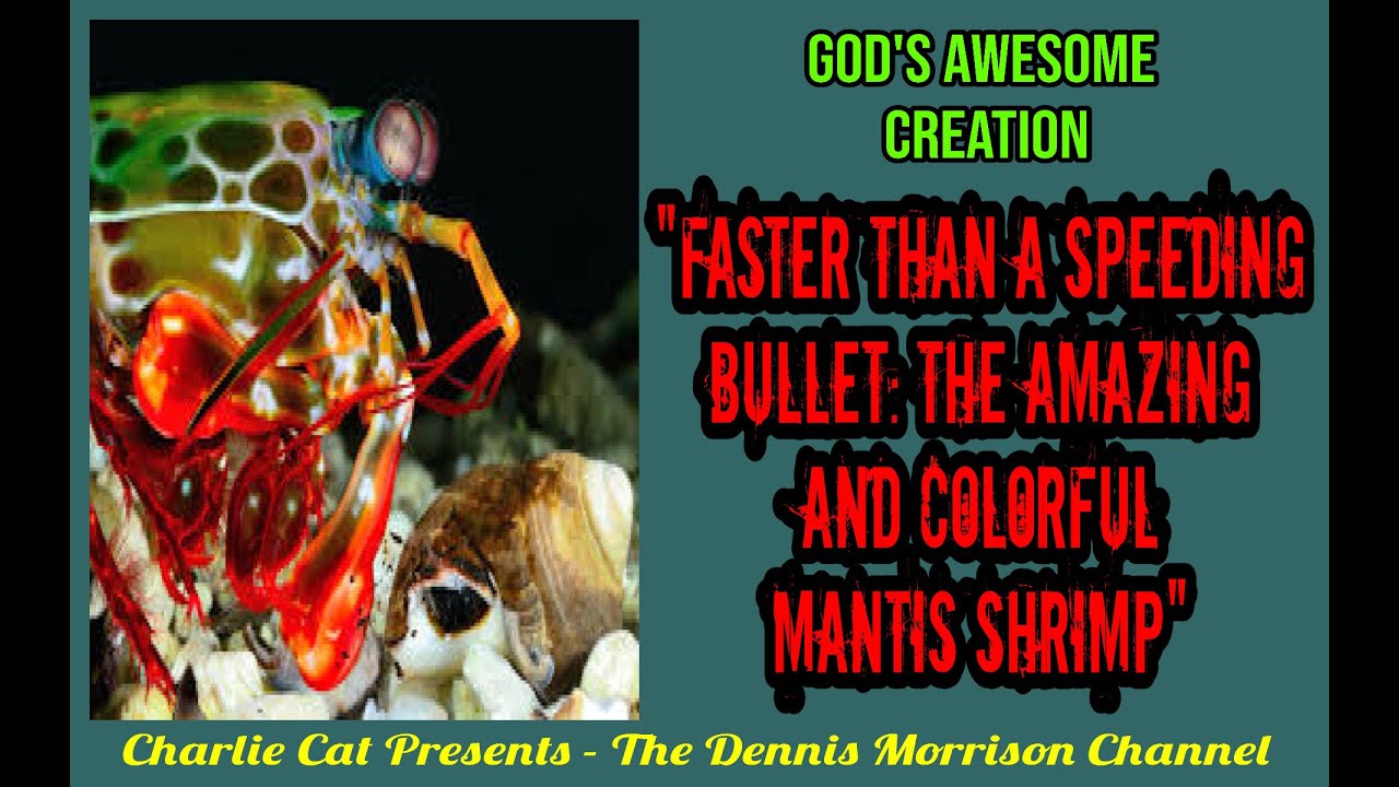 GOD'S AWESOME CREATION - MANTIS SHRIMP - FASTER THAN A SPEEDING BULLET ...