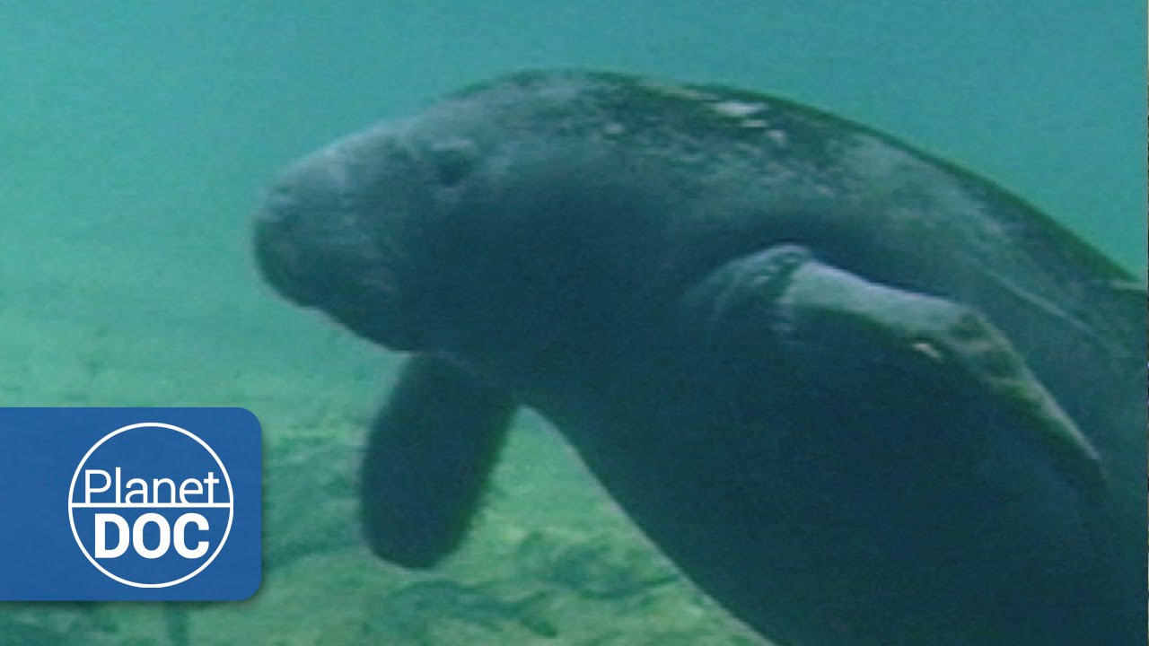 Sirena Cubana | Animales Salvajes - Planet Doc - YouTube