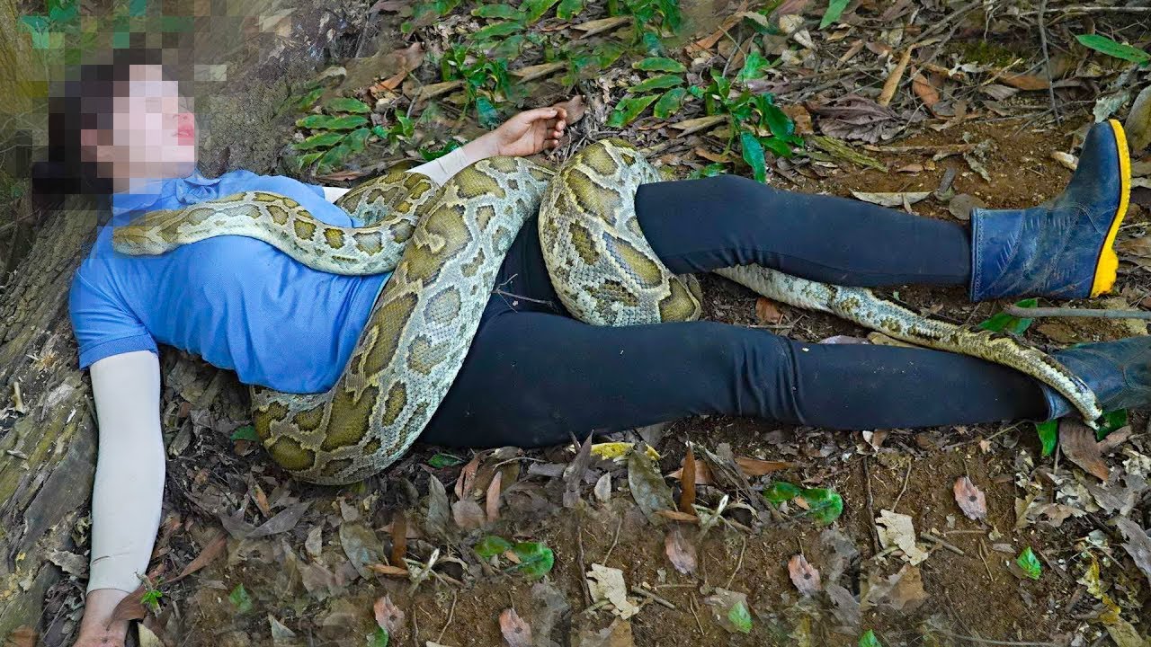 10 Pets That Ate Their Owners Right In Front Of Everyone - YouTube