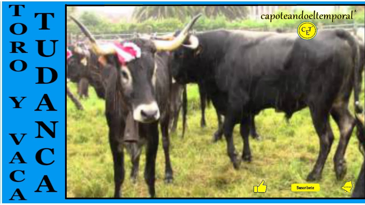 toro y vaca tudanca ( 00002 ) - YouTube