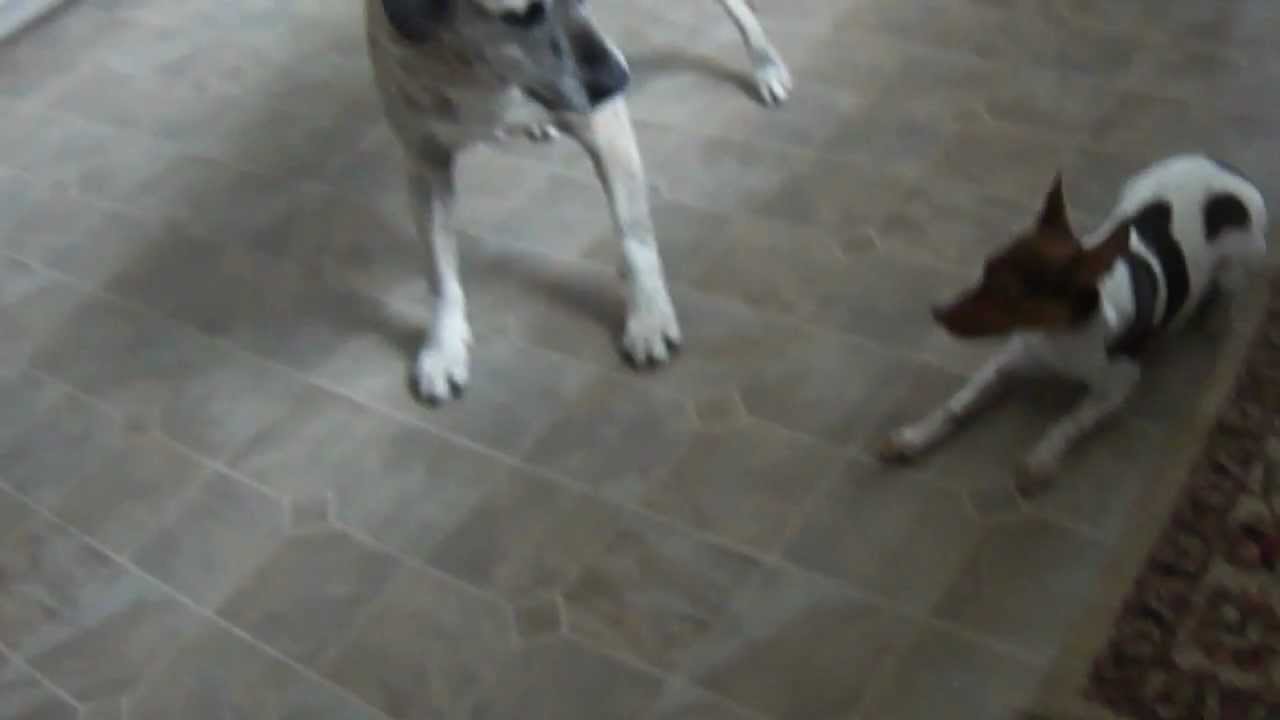 Rat Terrier, Husky, Lab pit mix playing - YouTube