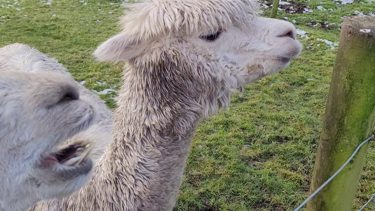 Christmas trees and animals eating them - YouTube