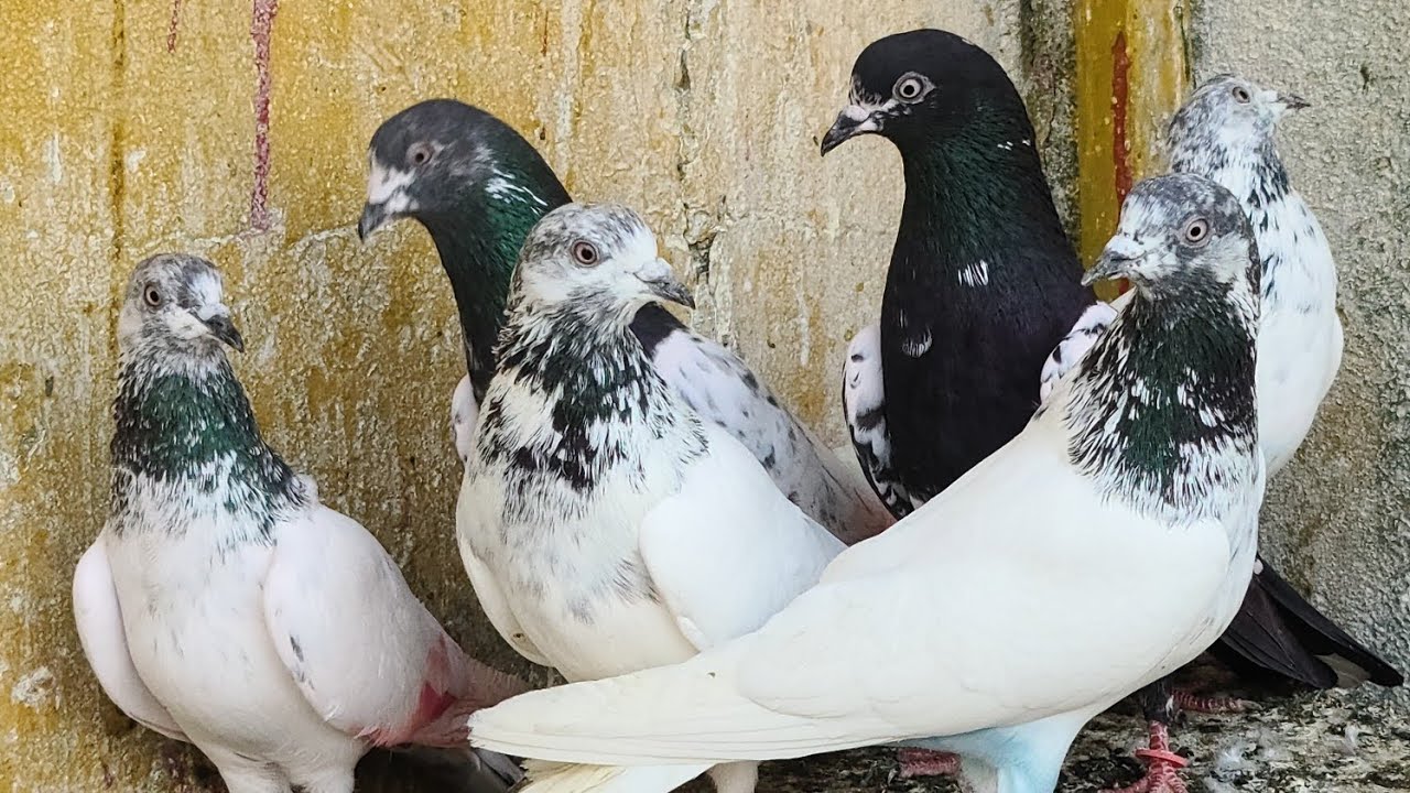 40 Parwazi kabootar Top quality 03005112398 #pigeons #kabootar # ...