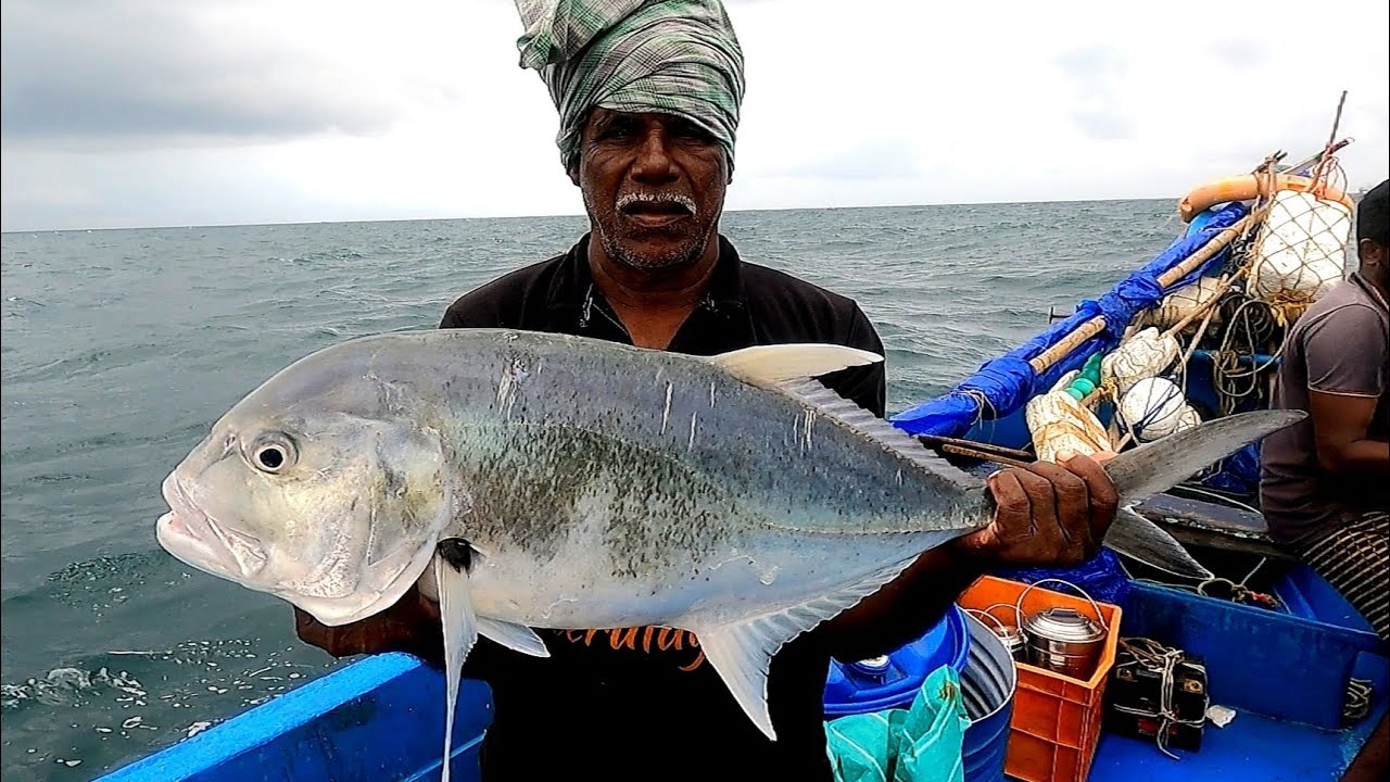 Catching Barracuda Fish, King Fish, Trevally Fish, Cobia Fish ...