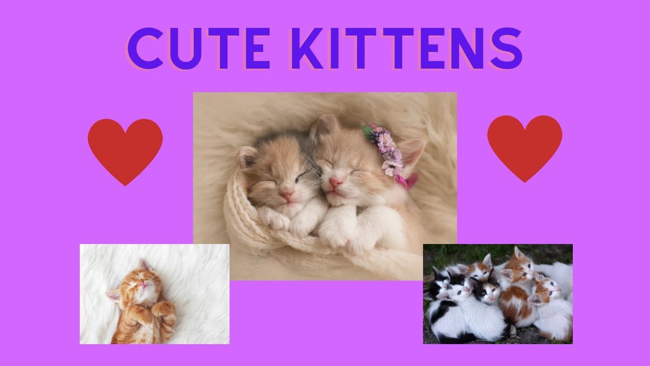 Cute Kittens - YouTube