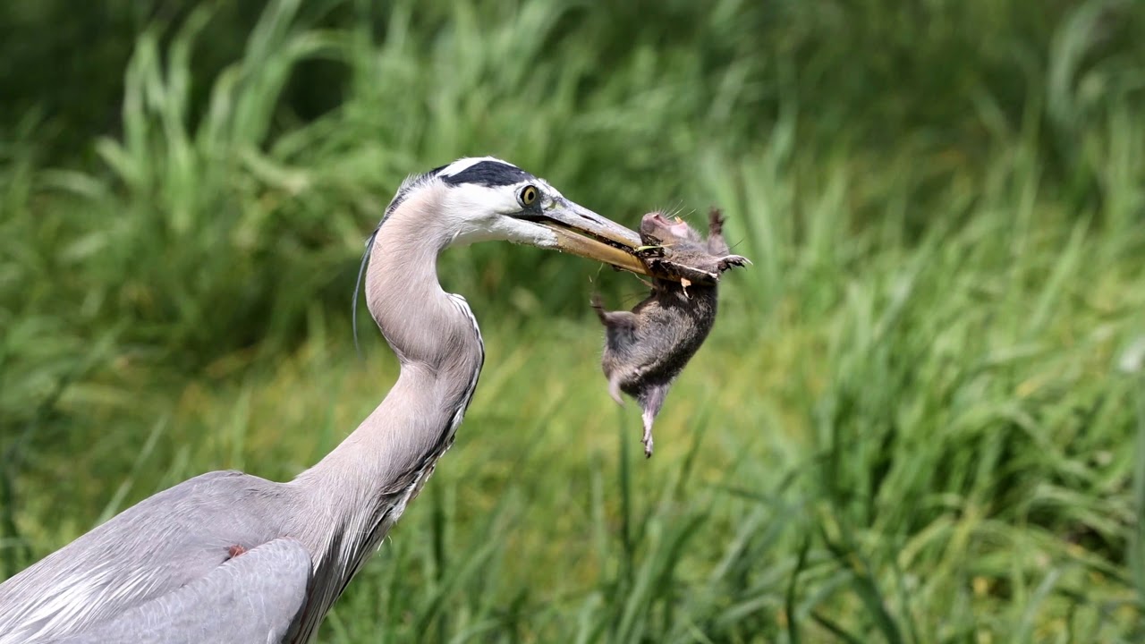 Great Blue Heron catching gopher 6 - YouTube