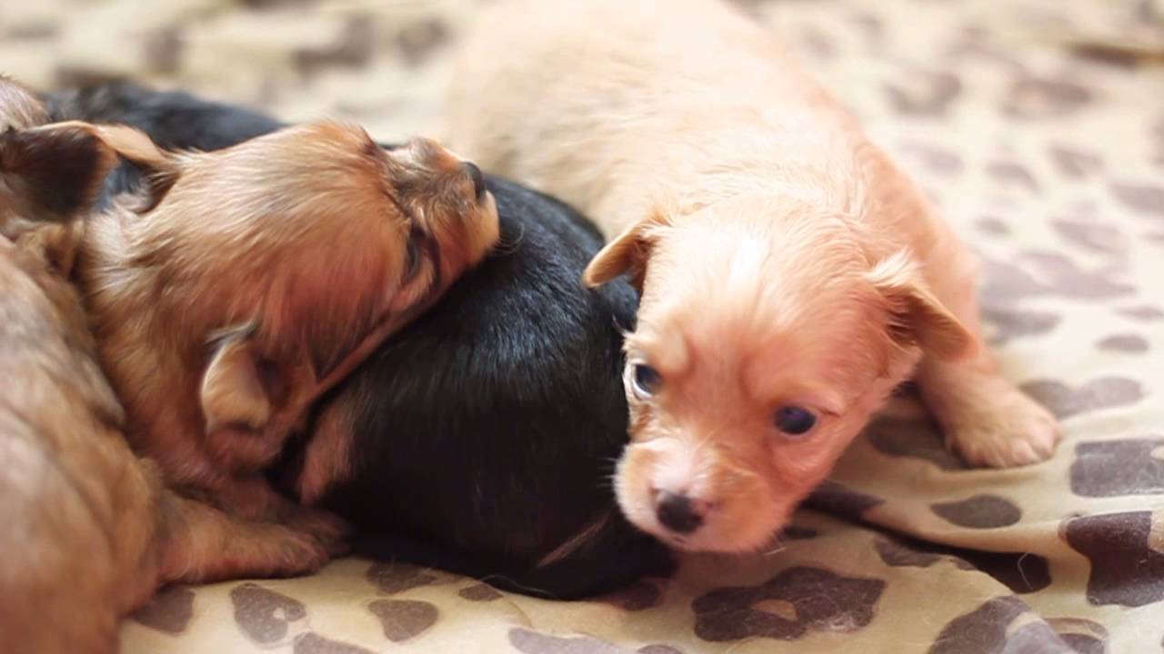 Pom/Yorkie Pups Three Weeks Old 2015 - YouTube