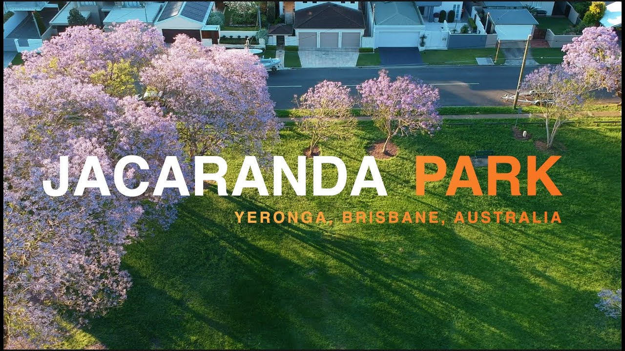 Jacaranda Park in Yeronga, Brisbane, Australia - YouTube