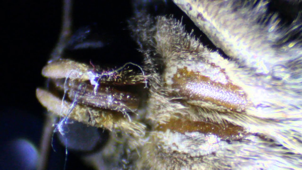 Twitching moth under microscope - YouTube