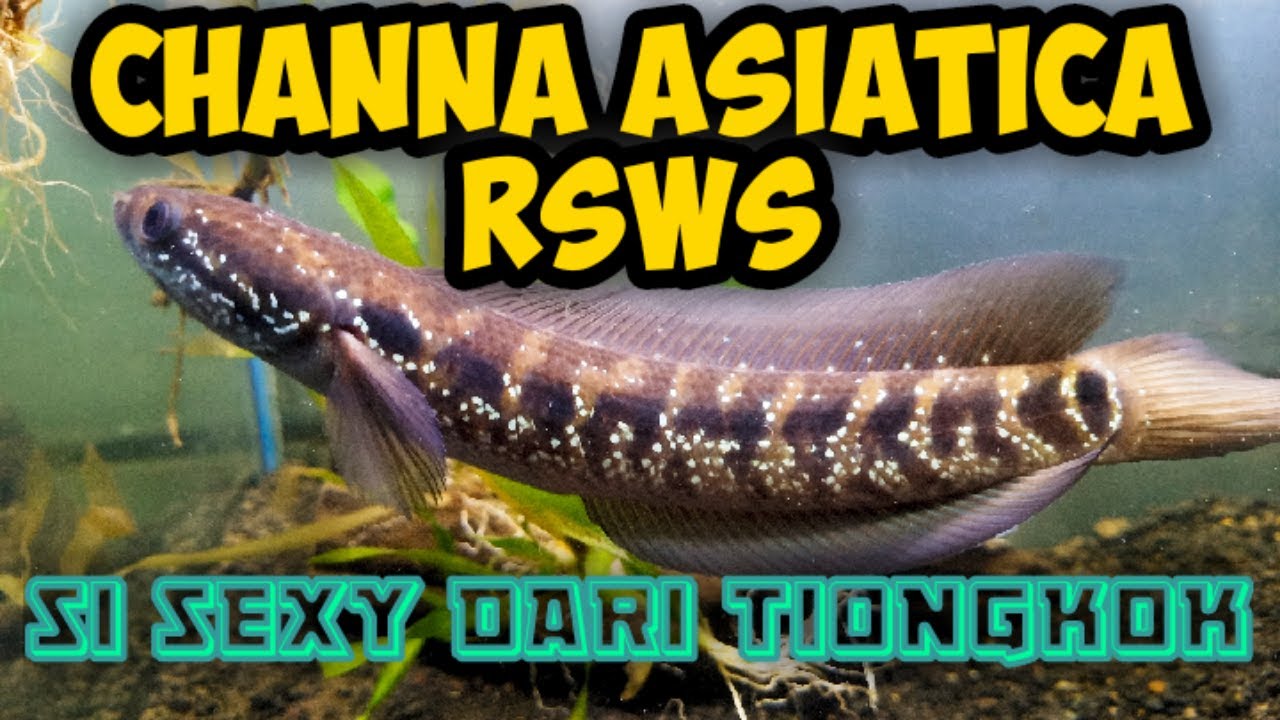CHANNA ASIATICA RSWS || Profil Channa Asiatica/ Chinese Snakehead - YouTube