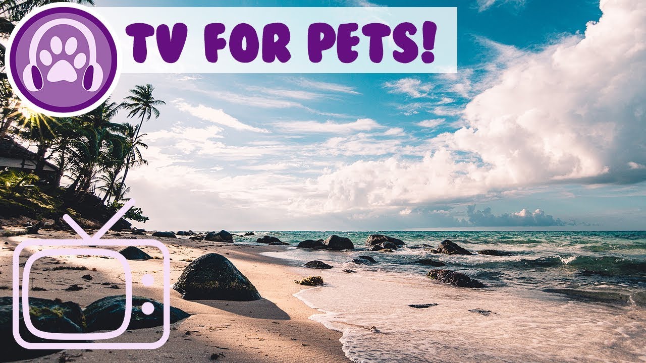 TV for Pets! Entertain Your Cat, Dog Parrot, Hamster with this Fun TV ...