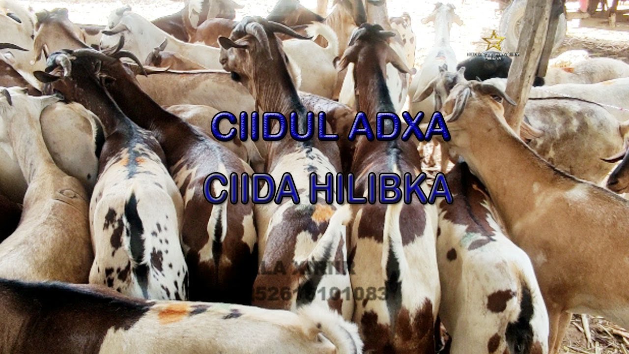 CIIDA CARAFADDA CIIDUL ADXA #عيدالأضحى# MUQDISHO SOMALIYA 2023 HD ...