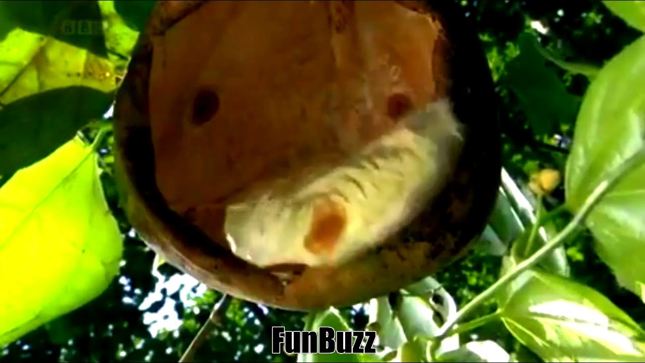 Alsomitra macrocarpa has seeds which use paper thin wings to disperse ...