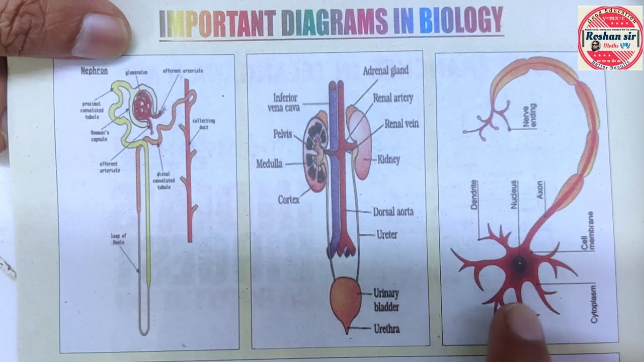 🔥10th Class BIOLOGY || Most IMPORTANT|| Diagram's || Fully prepared ...