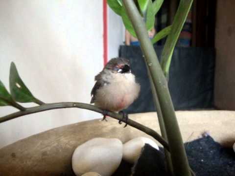 Passarinho Bebe - YouTube