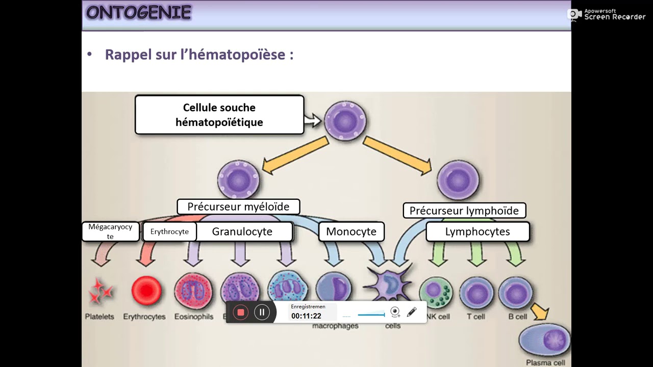Lymphocyte B - YouTube