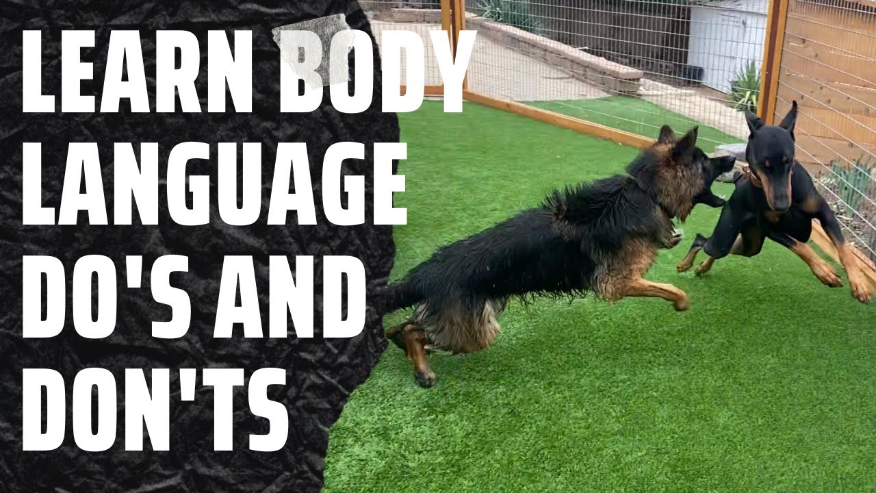 WATCH AS THE OWNERS LEARN HOW TO CORRECT BAD BODY LANGUAGE YouTube WATCH AS THE OWNERS LEARN HOW TO CORRECT BAD BODY LANGUAGE YouTube