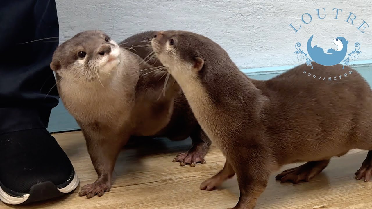 Otter Tororo to Visit Osaka Store - YouTube