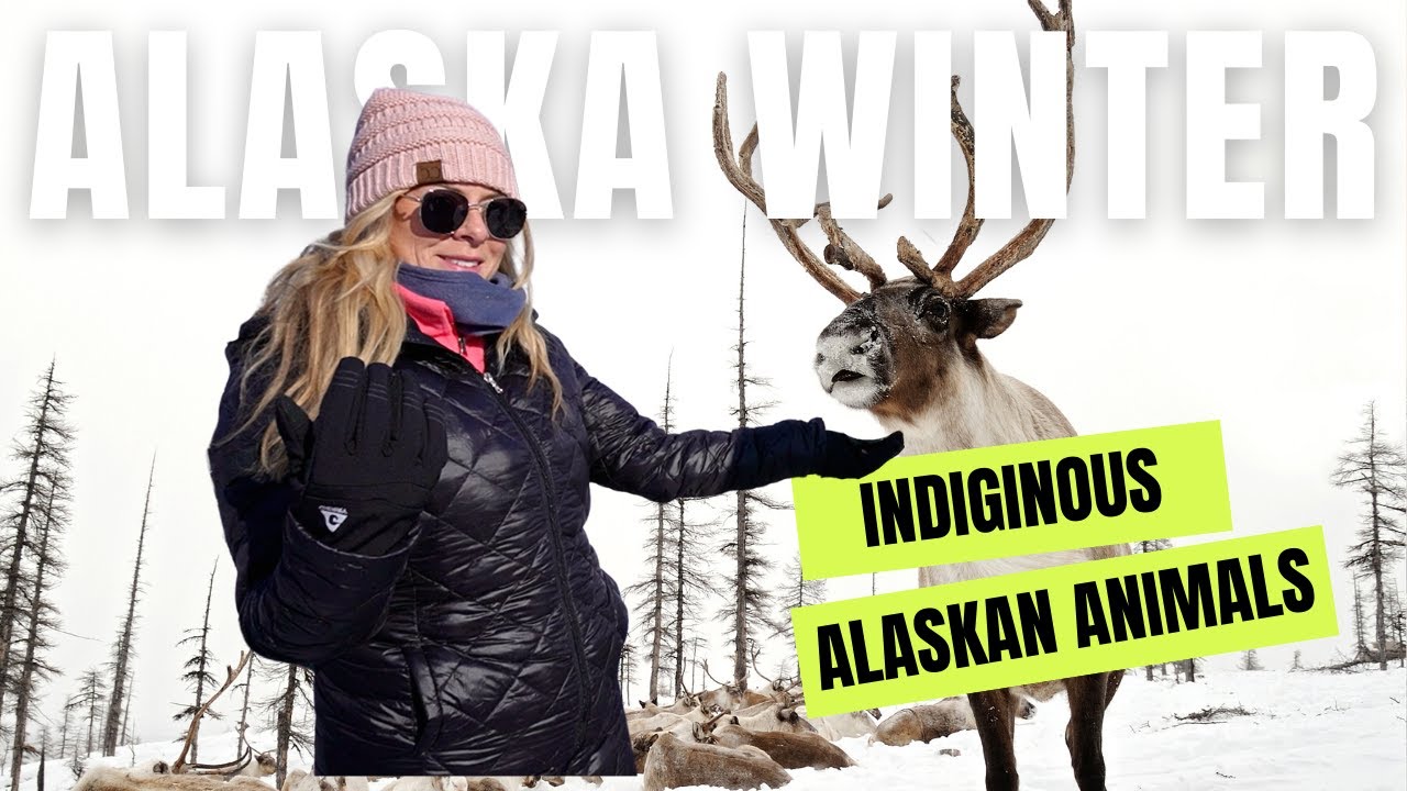 VISITING ALASKA | Northern light fail, and MANY MOOSE! - YouTube