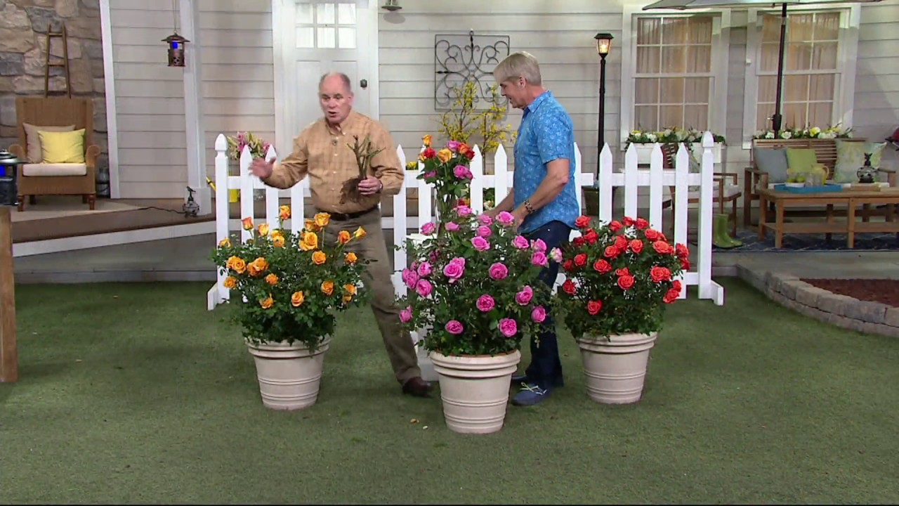 Cottage Farms 3-pc Tough as Nails Rose Collection on QVC - YouTube