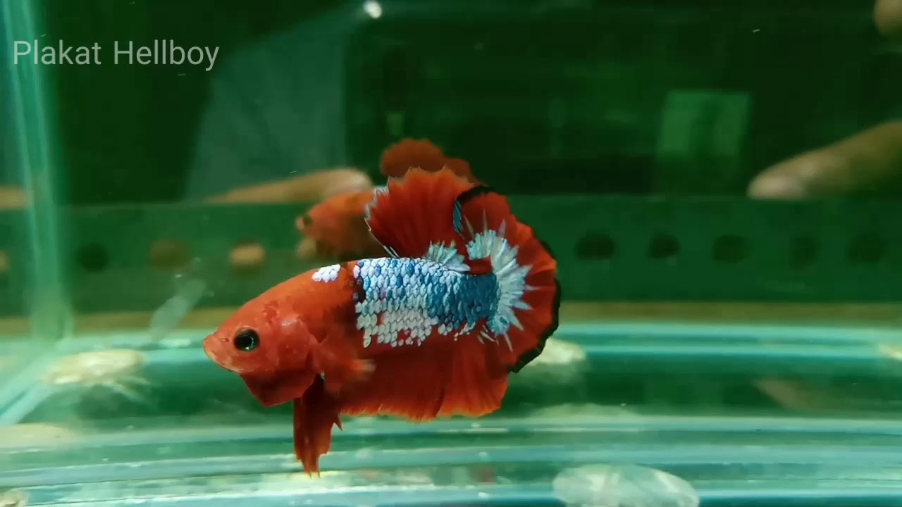 Betta fish placards 😍😍 - YouTube