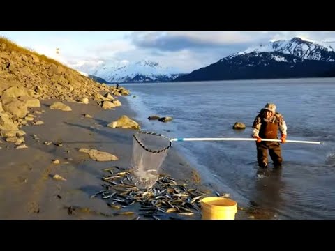 🐠🐠🐋Hooligan fish dit net in Alaska. Yawm me nyuam nres.🐟🐠🐋 - YouTube