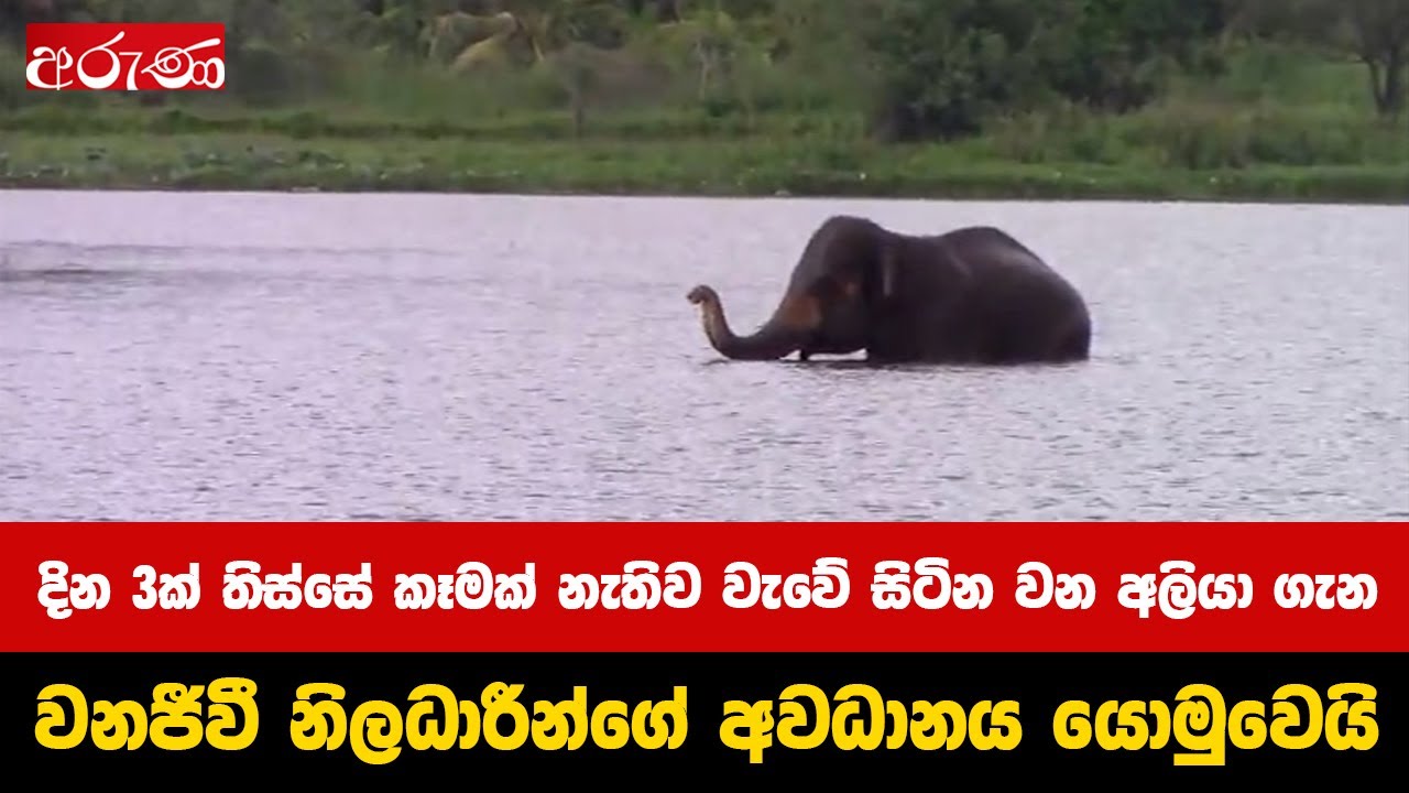 දින 3ක් තිස්සේ කෑමක් නැතිව වැවේ සිටින වන අලියා ගැන වනජීවී නිලධාරීන්ගේ ...