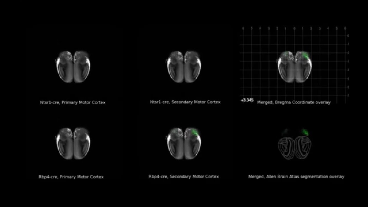 Comparative three-dimensional connectome map of motor cortical ...