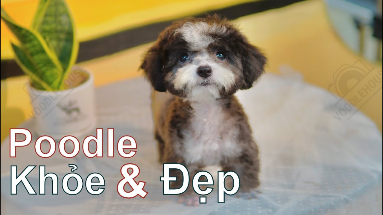 (T2): Chăm Sóc Chó POODLE - Khỏe & Đẹp/ Thông Tin Về Chó Poodle ...