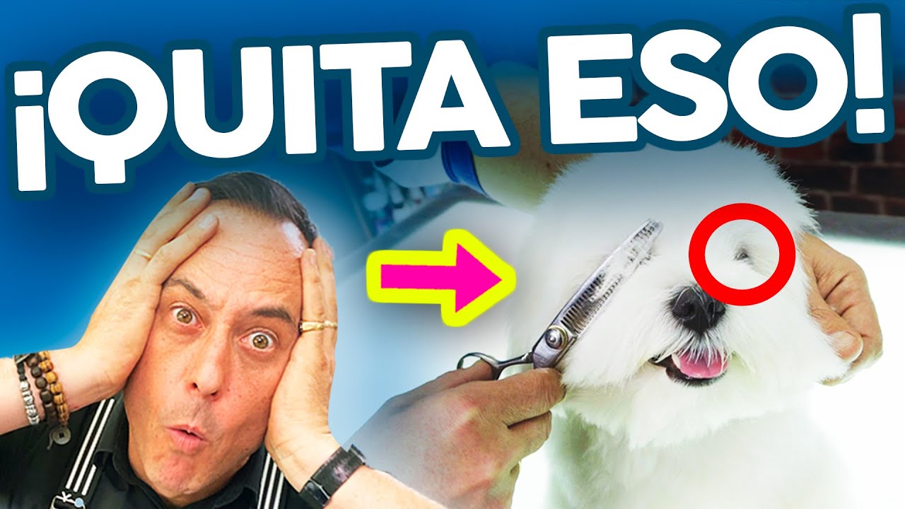 DESPEJA LOS OJITOS de tu PERRO en SÓLO 10 MINUTOS - YouTube
