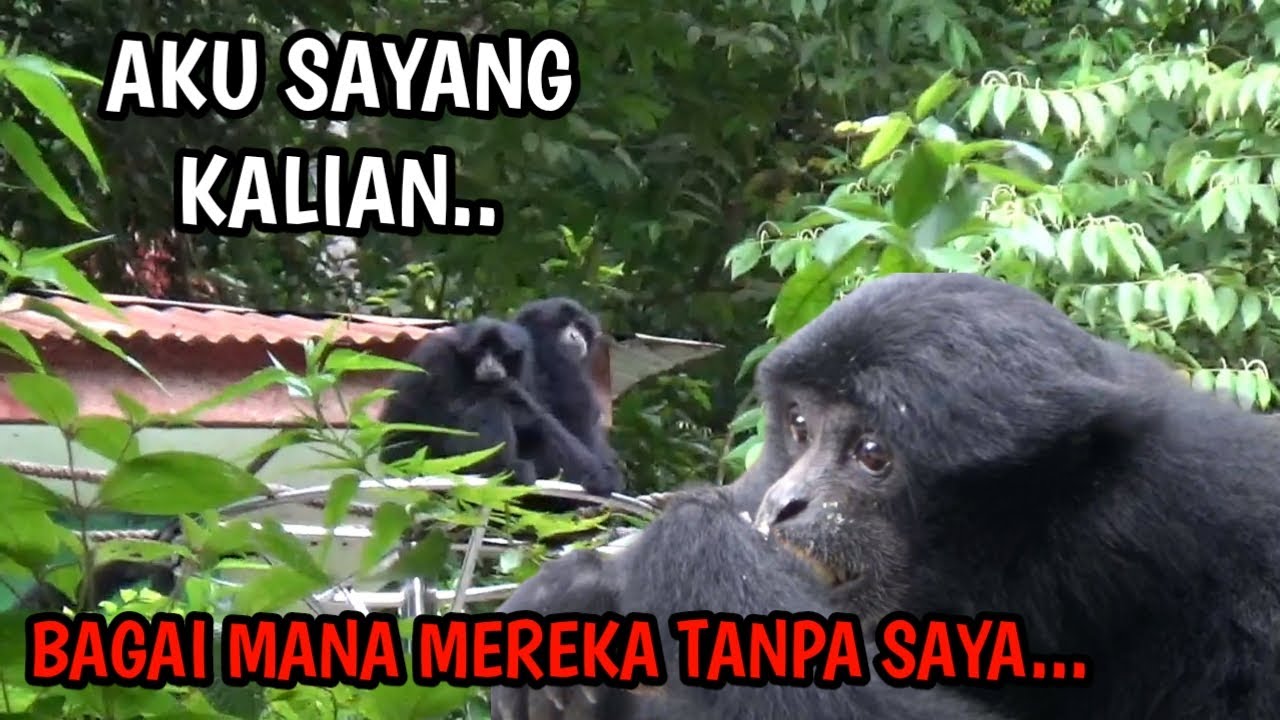 BAGAI MANA MEREKA TANPA SAYA..? - YouTube