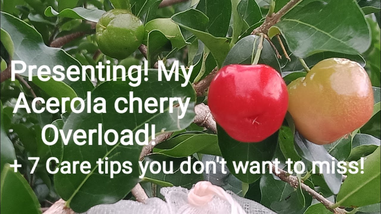 Cherry Overload! La Union, Philippines + 7 care tips to achieve this ...
