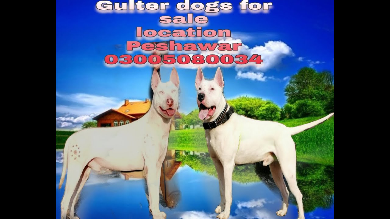 Gulter dogs for sale location Peshawar 03005080034 what's app - YouTube