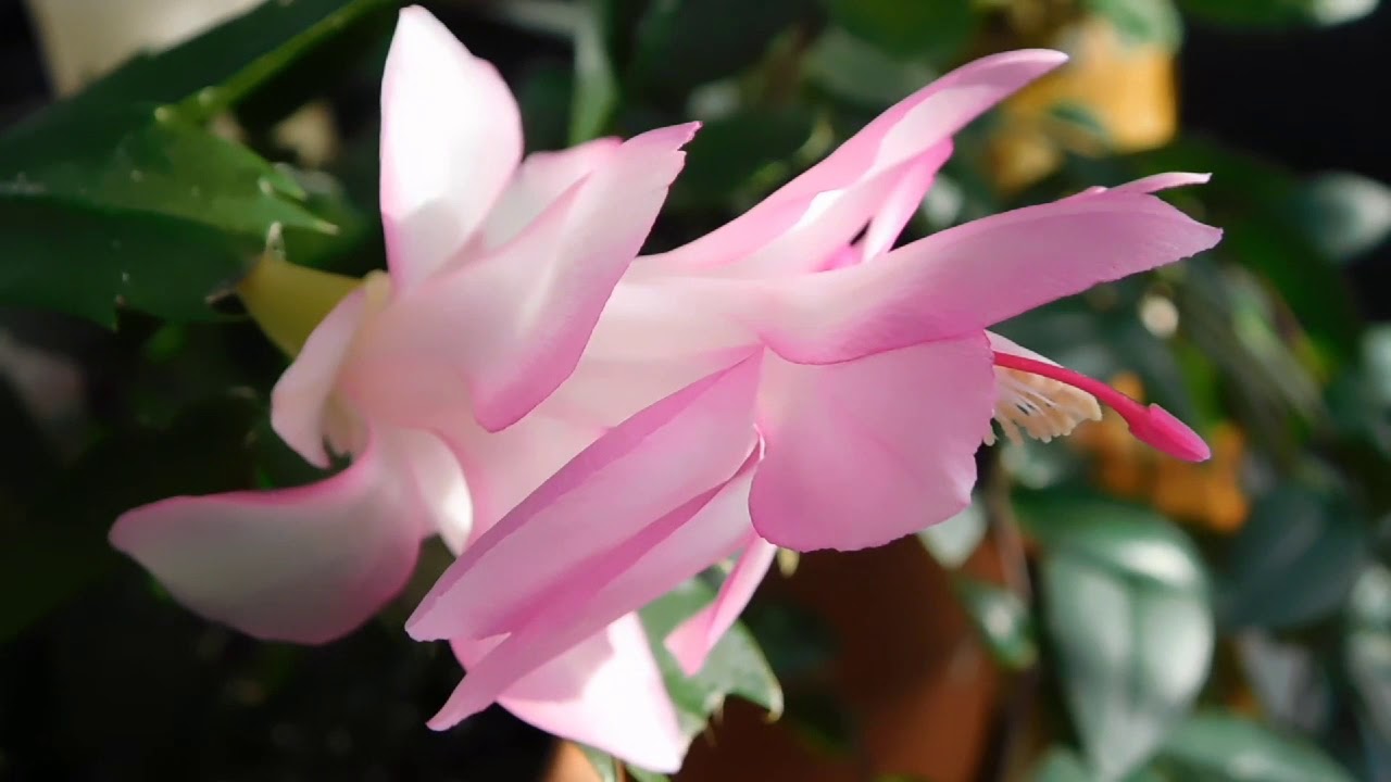 Wonderful Pink Flower Rain and Relaxing Music 🎶 - YouTube