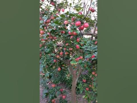 Яблоня.Супер урожай. - YouTube