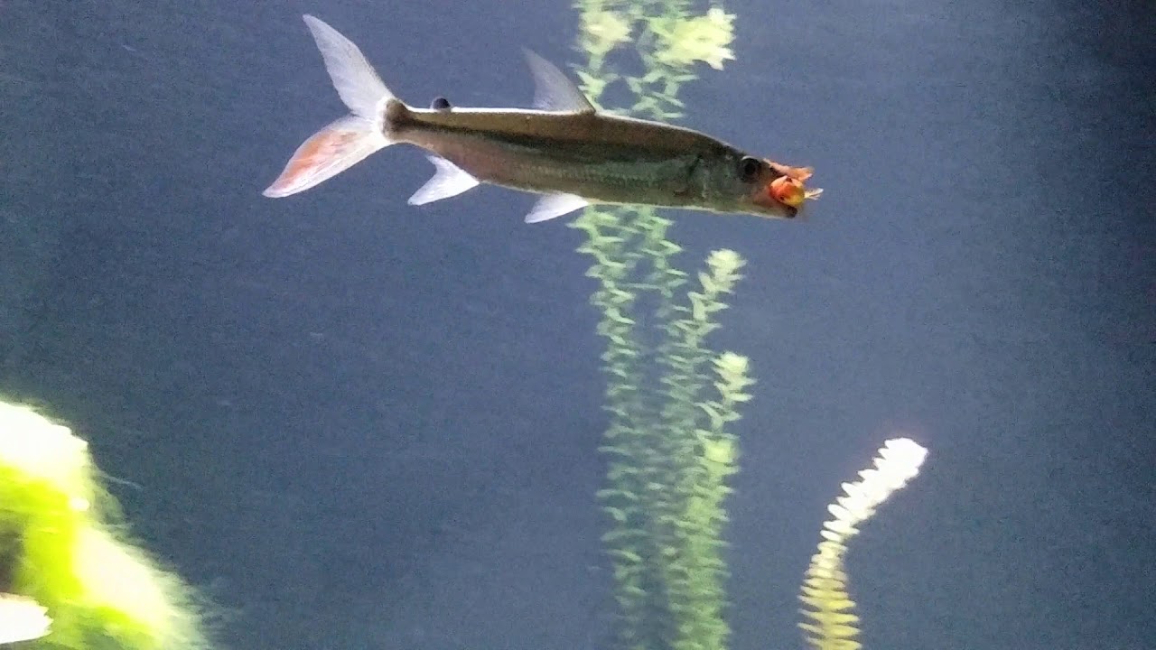 Goliath tigerfish eating - YouTube