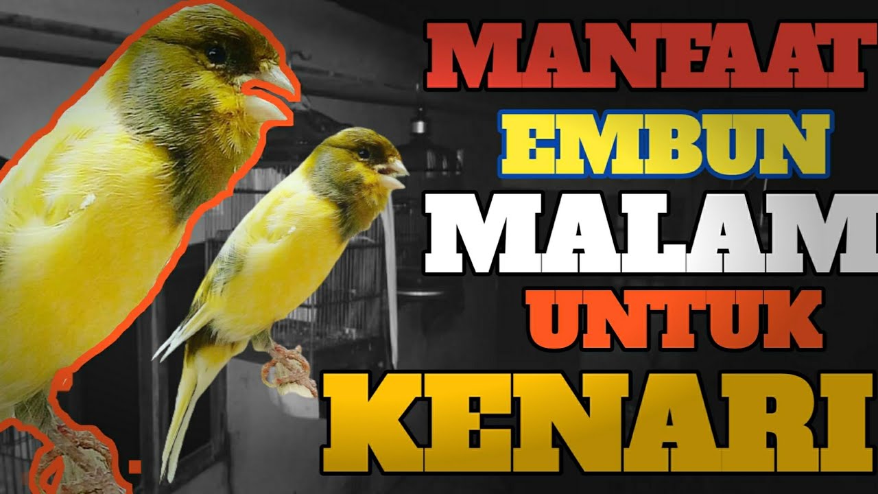 MANFAAT EMBUN MALAM UNTUK KENARI || BELUM BANYAK YG TAU - YouTube