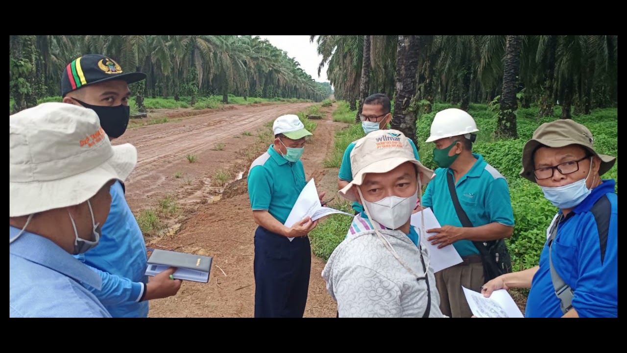 Evaluasi Kebun Sumber Benih PT. Tania Selatan - YouTube
