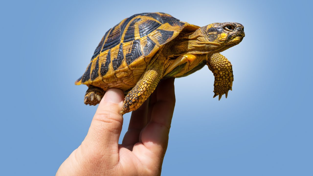 We Traveled Over 4,000 Miles for THIS Tortoise! - YouTube