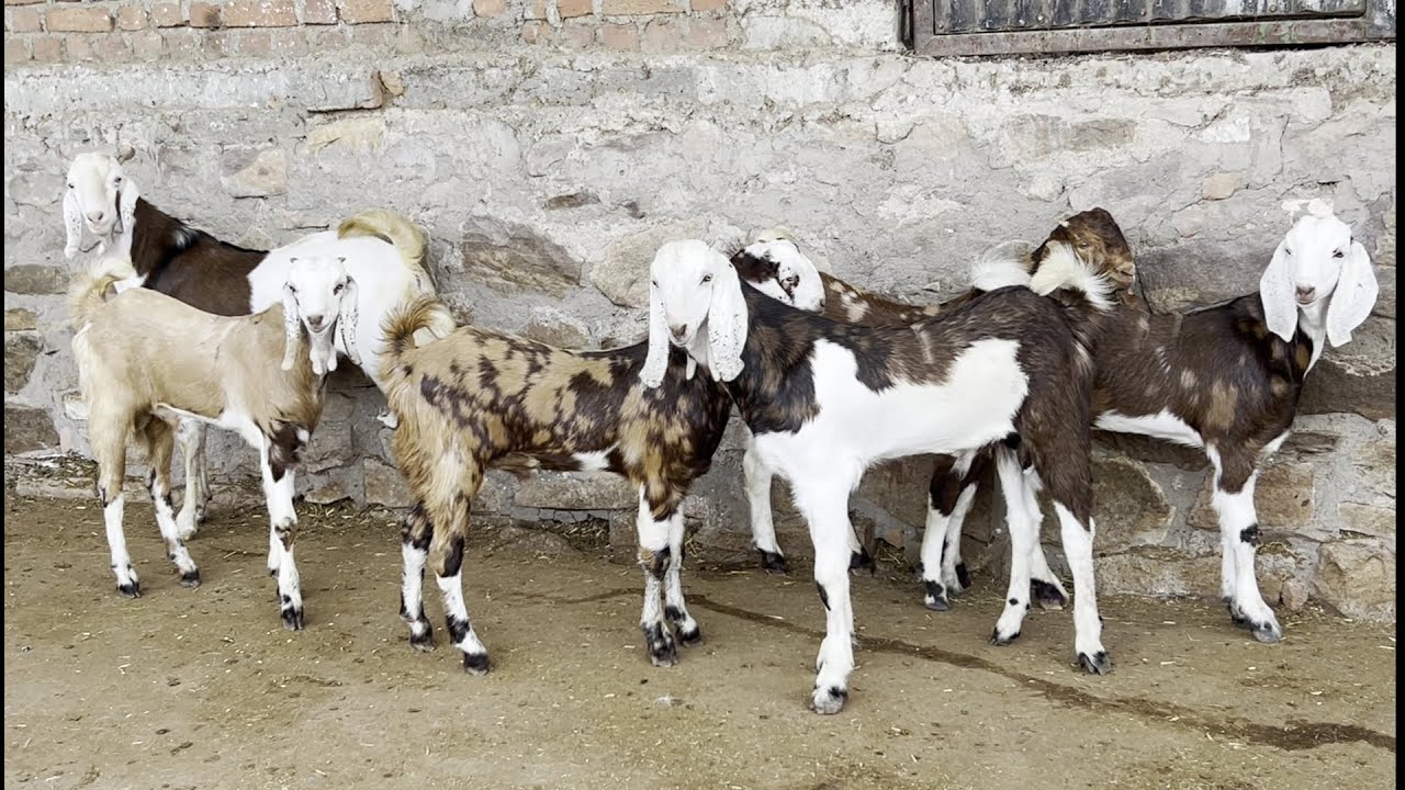 Big size Kota or gujri goat ka dhamaka lekar aye shadab bhai loot lo ...