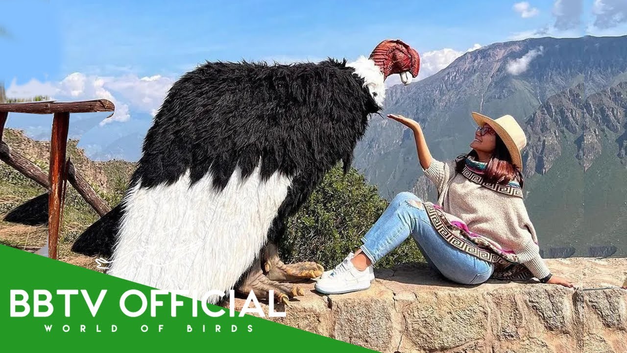 20 Biggest Birds In The World | Wildlife Documentary | BBTV Official ...