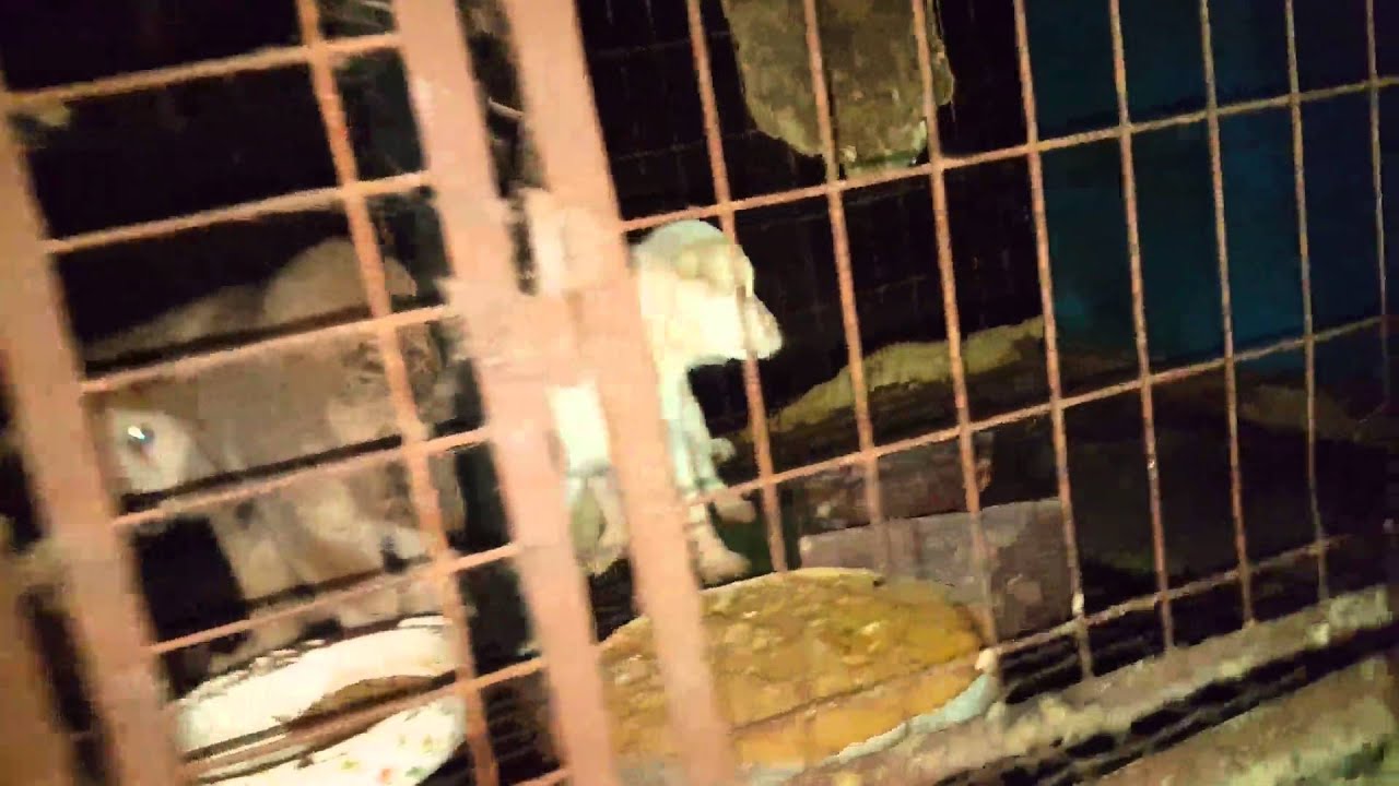 "Meat Dog" Breeding Farm in Incheon Ganghwado, South Korea - YouTube