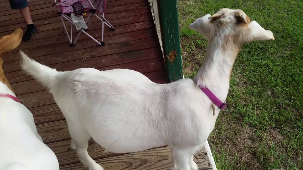 Fat goats - YouTube