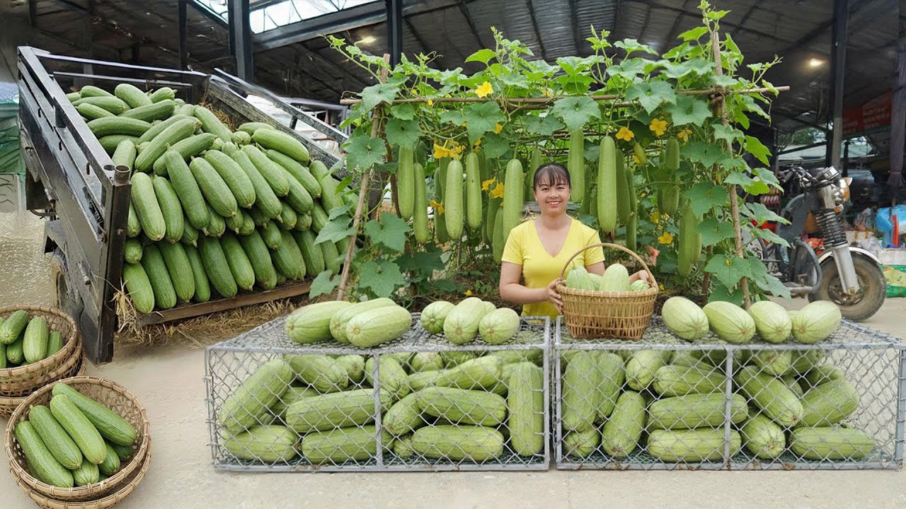 TIMELAPSE -- Harvest 1000+ Japanese Luffa Go to Market Sell - Harvest ...