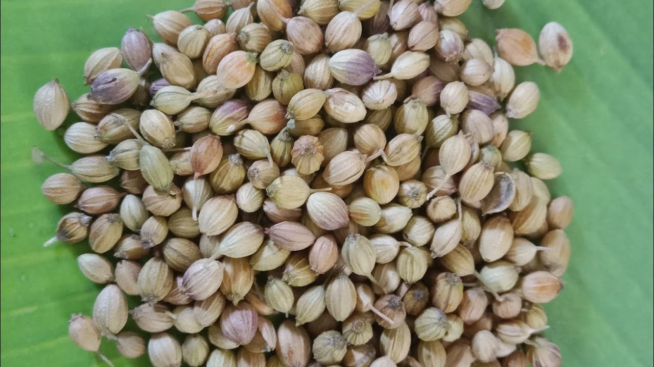 Home Made Biryani Masala YouTube