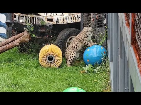 Injured snow leopard cub begins final phase of treatment in Qinghai